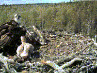 Aim GIFs - Get the best gif on GIFER