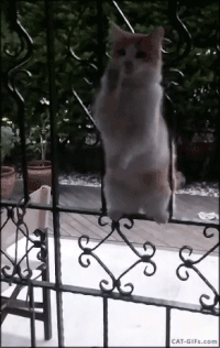 Kit GIFs - Get the best gif on GIFER