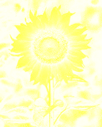 Sunflower GIFs - Get the best gif on GIFER