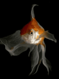 Goldfish GIFs - Get the best gif on GIFER