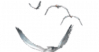Seagulls GIFs - Get the best gif on GIFER