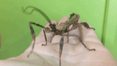 Stick insects GIF - Conseguir el mejor gif en GIFER