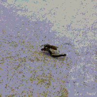 Wasp GIFs - Get the best gif on GIFER