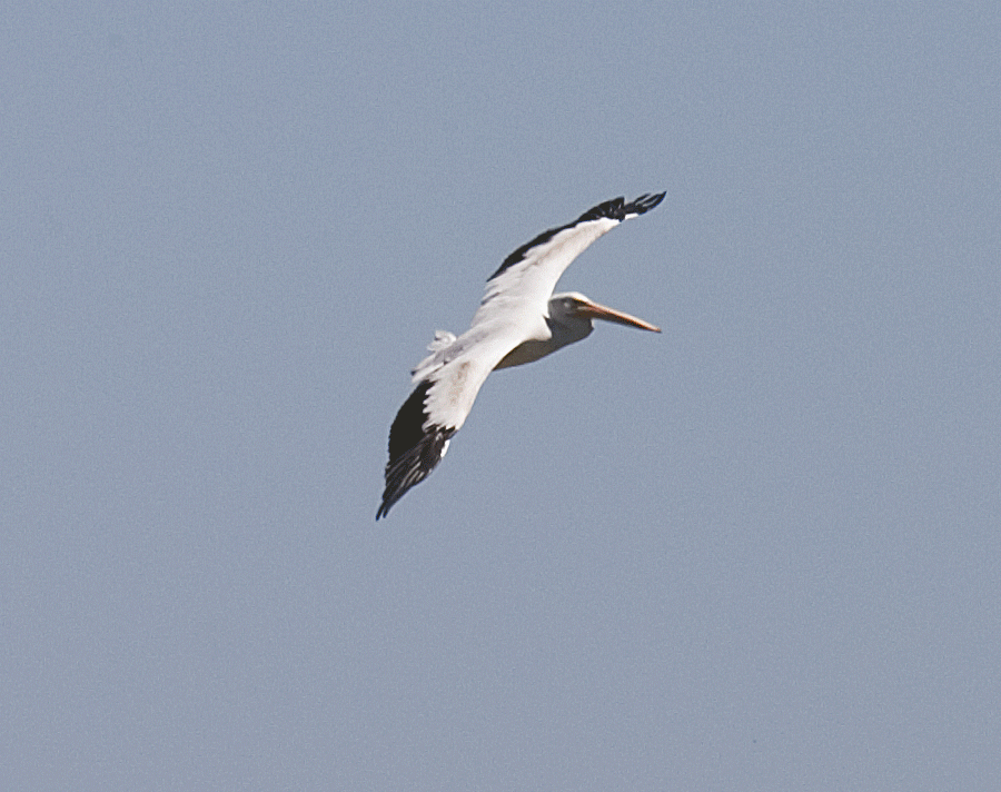 Imagesbirdspelican GIFs - Obtenez le meilleur gif sur GIFER