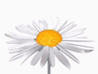 Flor GIF - Conseguir el mejor gif en GIFER