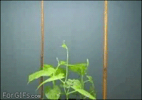 Botany GIFs - Get the best gif on GIFER