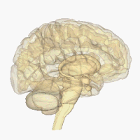 Cerebro GIFs - Get the best gif on GIFER