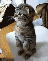Standing cat GIF - Conseguir o melhor gif em GIFER