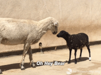 Bu GIFs - Get the best gif on GIFER