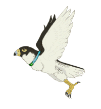 Falcon GIFs - Get the best gif on GIFER