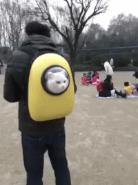 Bags GIFs - Get the best gif on GIFER