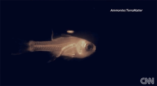 Bioluminescent GIFs - Get the best gif on GIFER