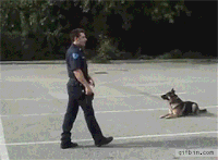Patrol GIFs - Get the best gif on GIFER