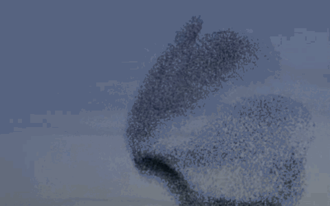 Starlings GIFs - Get the best gif on GIFER