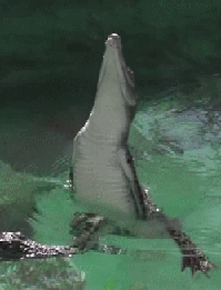 Swamp animal GIF - Conseguir o melhor gif em GIFER