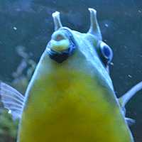 Cowfish GIFs - Get the best gif on GIFER