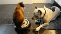 Vacuum GIFs - Get the best gif on GIFER