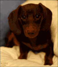 Excited dog GIF - Conseguir o melhor gif em GIFER