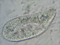 Paramecium GIFs - Get the best gif on GIFER