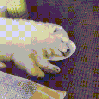 Doggo GIFs - Get the best gif on GIFER