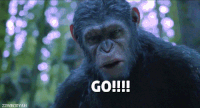 Ape GIFs - Get the best gif on GIFER
