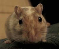 Gerbil GIFs - Get the best gif on GIFER