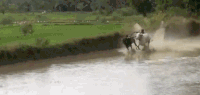 Ox GIFs - Get the best gif on GIFER