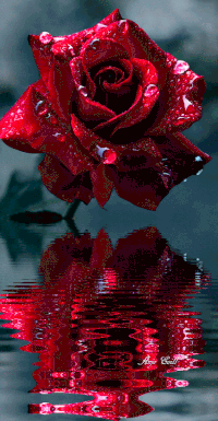  GIF GIFER