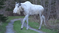 Moose GIFs - Get the best gif on GIFER
