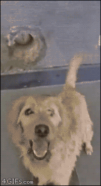 Smart GIFs - Get the best gif on GIFER