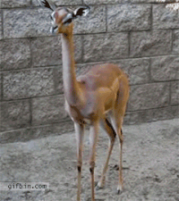 Gulping GIFs - Get the best gif on GIFER