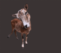 Mosaic GIFs - Get the best gif on GIFER