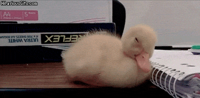 Nap GIFs - Get the best gif on GIFER