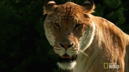 Liger GIFs - Get the best gif on GIFER