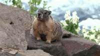 Beaver GIFs - Get the best gif on GIFER