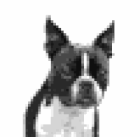 Terrier GIFs - Get the best gif on GIFER