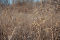 Prairie GIFs - Get the best gif on GIFER