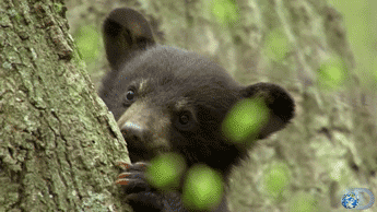 Black bear cub GIFs - Obtenez le meilleur gif sur GIFER
