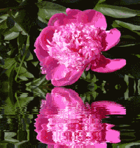 Increible GIFs - Get the best gif on GIFER