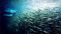 Tuna GIFs - Get the best gif on GIFER