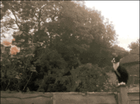 Wrap GIFs - Get the best gif on GIFER