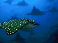 Diving GIFs - Get the best gif on GIFER