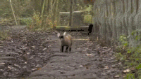Goats GIFs - Get the best gif on GIFER