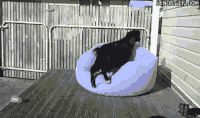 Comfortable GIFs - Get the best gif on GIFER