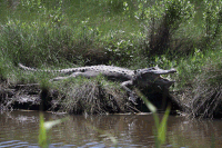 Alligator GIFs - Get the best gif on GIFER