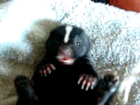 Skunk GIFs - Get the best gif on GIFER