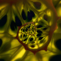 Thorn GIFs - Get the best gif on GIFER