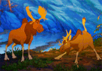Moose GIFs - Get the best gif on GIFER