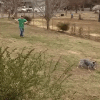 Lasso GIFs - Get the best gif on GIFER