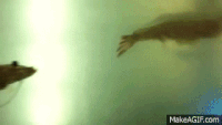Shrimp GIFs - Get the best gif on GIFER
